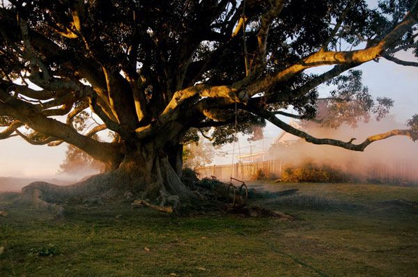 รีวิวหนัง The Tree - รีวิวหนัง ชื่อดังจากทั่วโลกที่ชื่นชอบ ที่น่าสนใจ ...